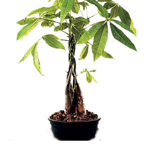 Money Tree One